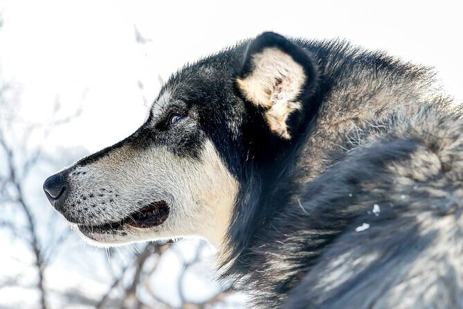 Small scale and Intimate Wilderness Dog Sledding 2h from Tromsø - Authenticity and Ethical Practices