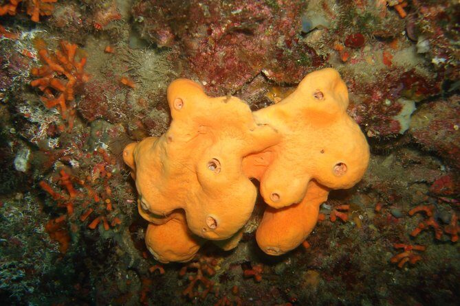 Snorkeling Tour Coast to Coast Taormina and Isola Bella - The Itinerary in Detail