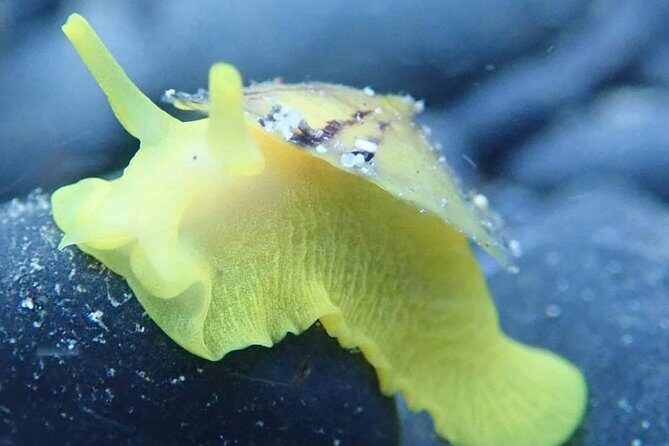 Snorkeling Tour - The Actual Tour Experience