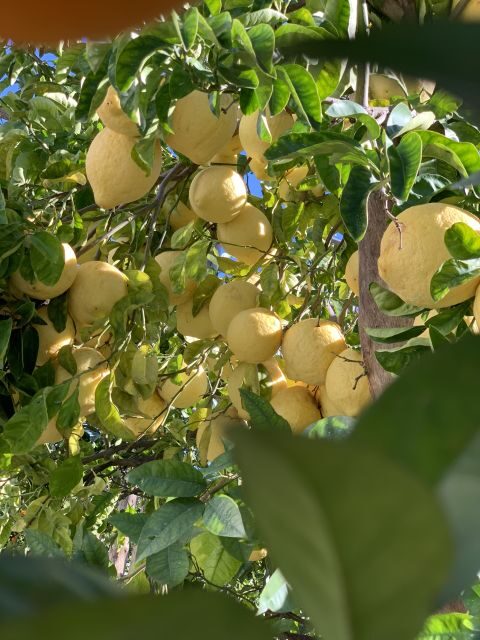 Sorrento: Lemon Garden Tour with Marmalade Tasting - Exploring the Lemon Grove Experience in Depth