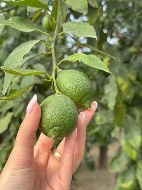 Sorrento: Lemon Picking Tour with Limoncello Tasting - Tasting Local Flavors: Jam, Limoncello & More