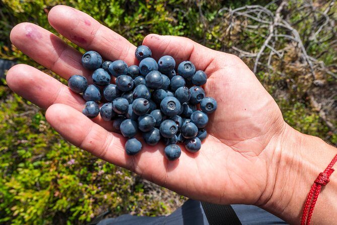 Stockholm Archipelago Tour by Kayak - The Sum Up: Why Choose This Kayak Tour?