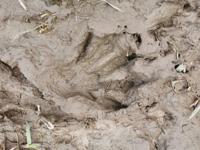 Stockholm: Wildlife Tour With Dinner and Short Hike - Why This Tour Is Worth Considering