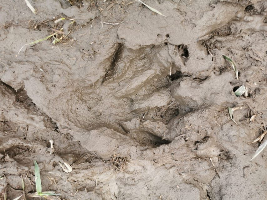 Stockholm: Wildlife Tour With Dinner and Short Hike - Why This Tour Is Worth Considering