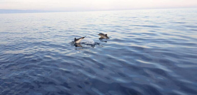 Sunset tour in search of dolphins with aperitif - A Detailed Look at the Sunset Dolphin Tour