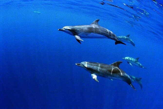 Swim with Wild Dolphins in the Azores - What Makes This Tour Stand Out?