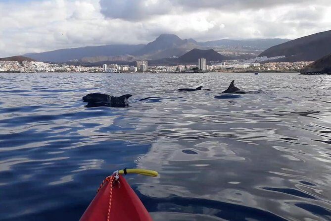 Tenerife by Kayak Adventure in small group - Why Youll Love This Tenerife Kayak & Snorkel Tour