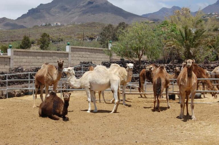 Tenerife: Camel Experience - Who Is This Experience Best For?