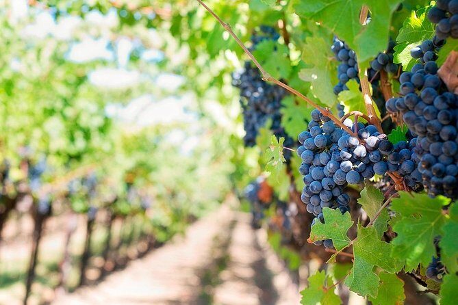 Tenerife Gastronomy Tour with Two Winery Visits and 4-Course Lunch - Who Will Love This Tour?