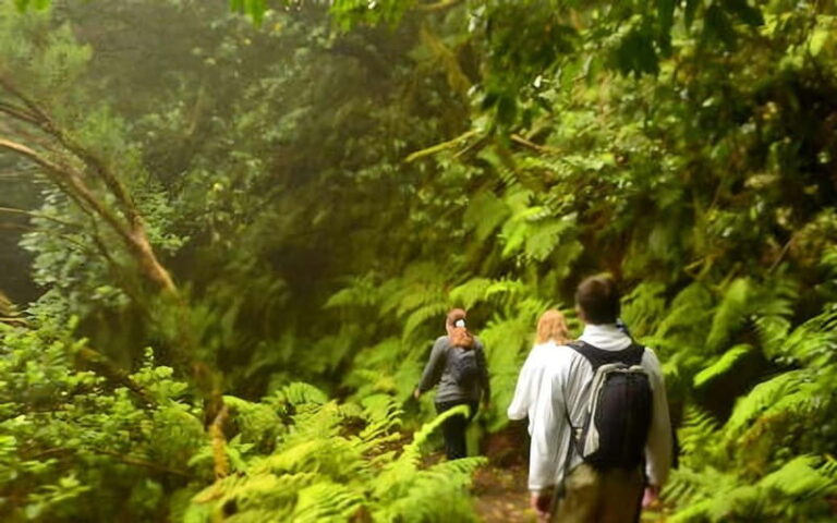 Tenerife: Guided hike in Anaga Rural Park - The Value of This Guided Hike