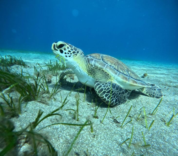 Tenerife: Half-Day Snorkeling Tour - The Itinerary in Detail
