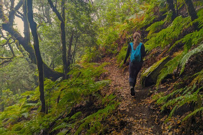 Tenerife: Hiking through Enchanted forest Above Masca with PICKUP - Starting the Hike: Ascent to the Pine Forest