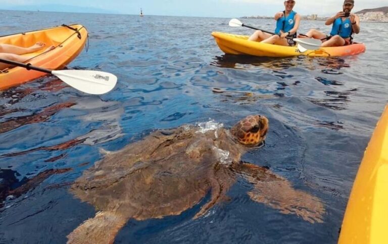 Tenerife: Kayak Safari and Snorkel in a Marine Reserve - What Makes This Tour Stand Out