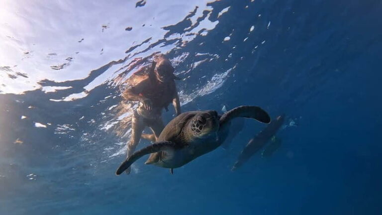 Tenerife: Kayak Tour with Animals and Underwater Scooters - What to Expect During the Tour