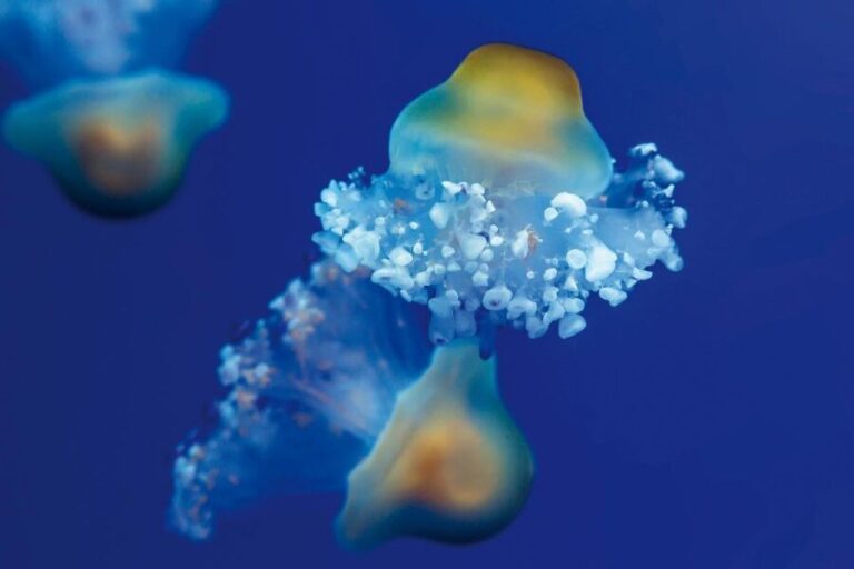 Tenerife: Loro Parque & Siam Park Entry Ticket with Transfer - Tips to Maximize Your Experience