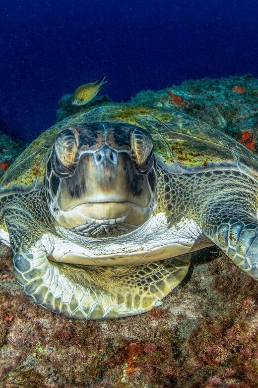 Tenerife: Scuba Diving Experience for Every Level - What the Tour Includes