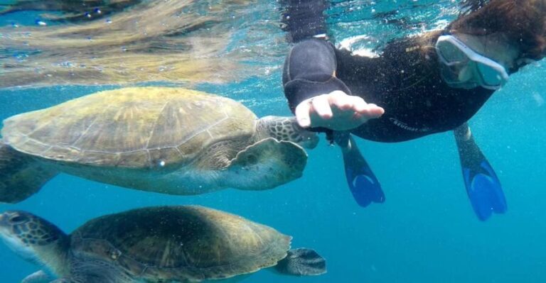 Tenerife Snorkeling boat trip in a Turtle Habitat - What’s Included and What to Bring