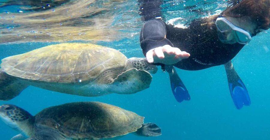 Tenerife Snorkeling boat trip in a Turtle Habitat - What’s Included and What to Bring