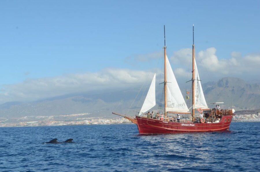 Tenerife: Whale & Dolphin Watching Cruise with Swim Stop - The Real Benefits of This Tour