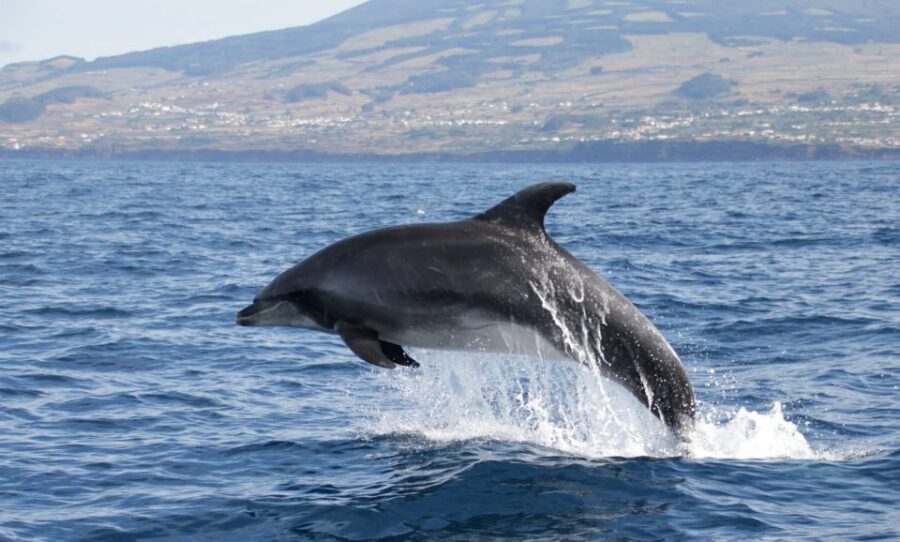 Terceira: Half-Day Dolphin and Whale Watching Tour - What to Expect on the Water