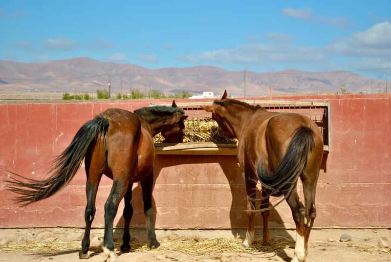 The Animal Academy - Shelter Tour - An In-Depth Look at the Shelter Tour Experience