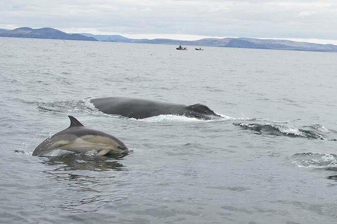 The Great Blasket Island Experience - Premium Tour - How the Experience Breaks Down