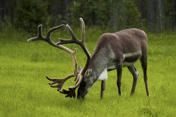 The North Cape, Reindeer and Sami Families Tour - Transportation & Group Dynamics