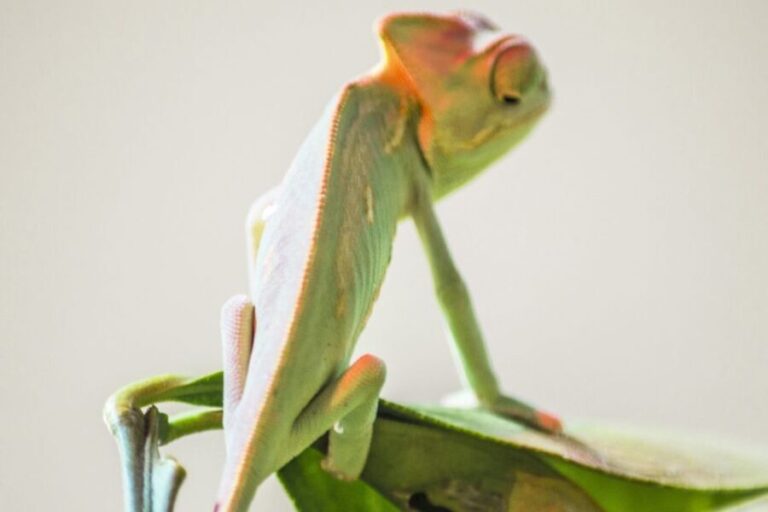 Torremolinos: Crocodile Park Entrance Ticket - Value for Money