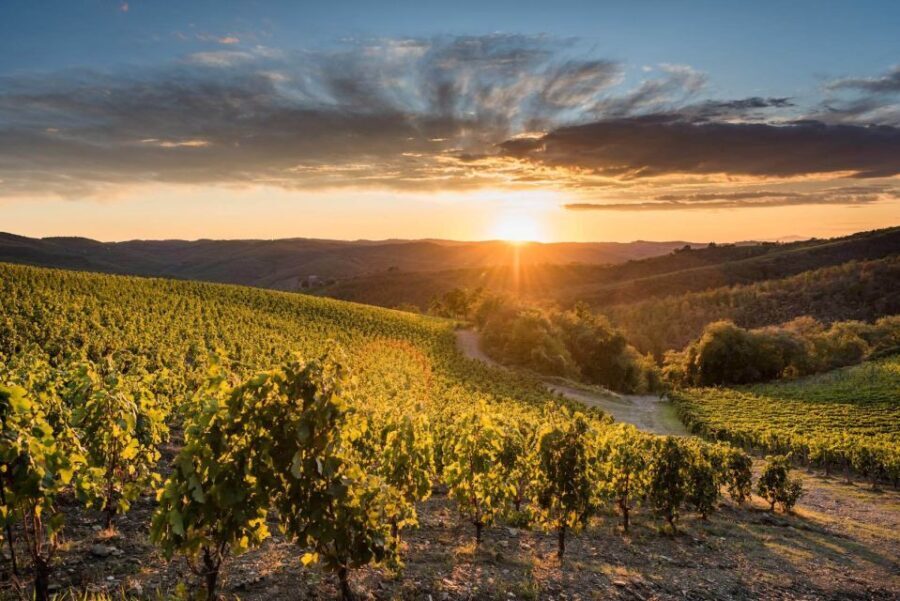 Total Immersion Wine Tour in Chianti - Who Would Love This Tour?