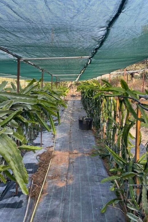 Traditional Olive Grove and Dragon Fruit Farm Tour - An In-Depth Look at the Olive Grove and Dragon Fruit Farm Tour