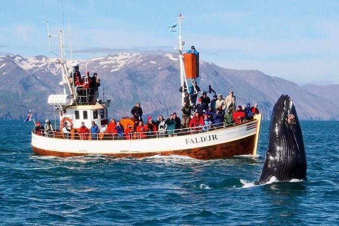 Traditional Whale Watching from Húsavík by Local Family Company - Frequently Asked Questions (FAQs)