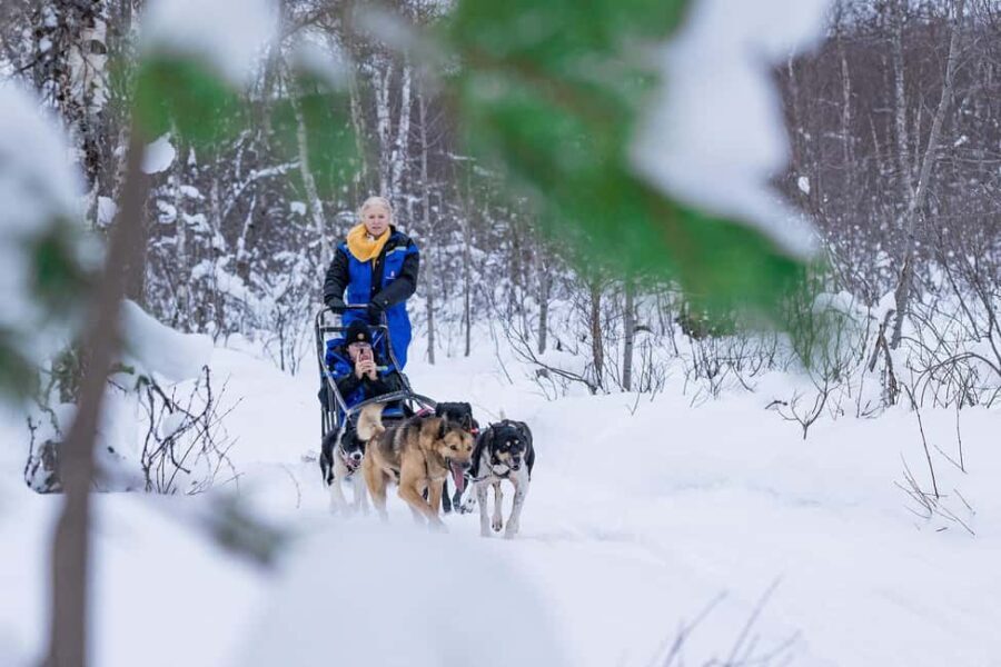 Tromsø: Dog Sledding Adventure at Camp Aspemo - The Sledding Experience: What to Expect