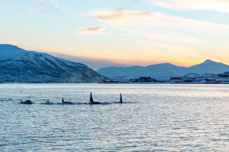 Tromsø: Fjord History Cruise with Snack and Drinks - Why You’ll Love This Experience