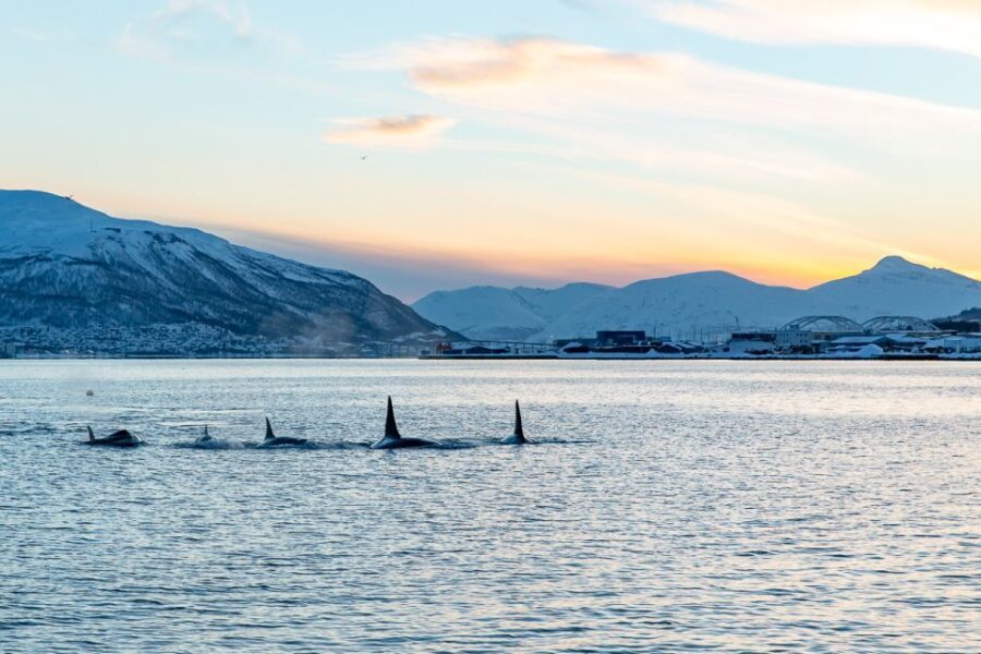 Tromsø: Fjord History Cruise with Snack and Drinks - Why You’ll Love This Experience