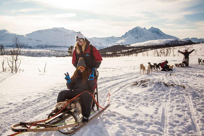 Tromso Husky Self-Drive Sledding with Cake and Drink in Lavvu - Value for Money