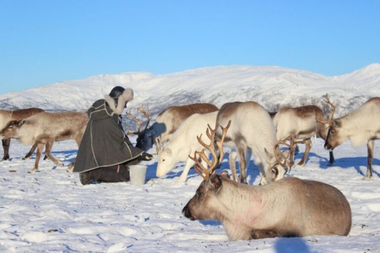 Tromsø: Reindeer Camp and Sami Cultural Tour with Lunch - Who Is This Tour Best For?