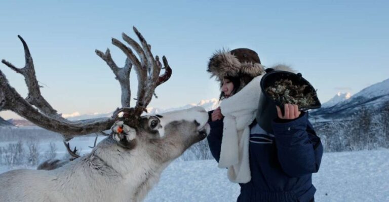 Tromsø: Reindeer Feeding and Sami Cultural Experience - Why This Tour Offers Great Value