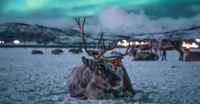Tromsø: Reindeer Sled, Dinner, and Chance of Northern Lights - Practical Details & Tips