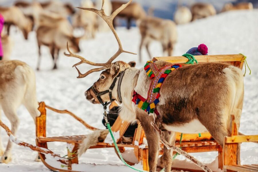 Tromsø: Reindeer Sledding & Feeding with a Sami Guide - Value and Practical Tips