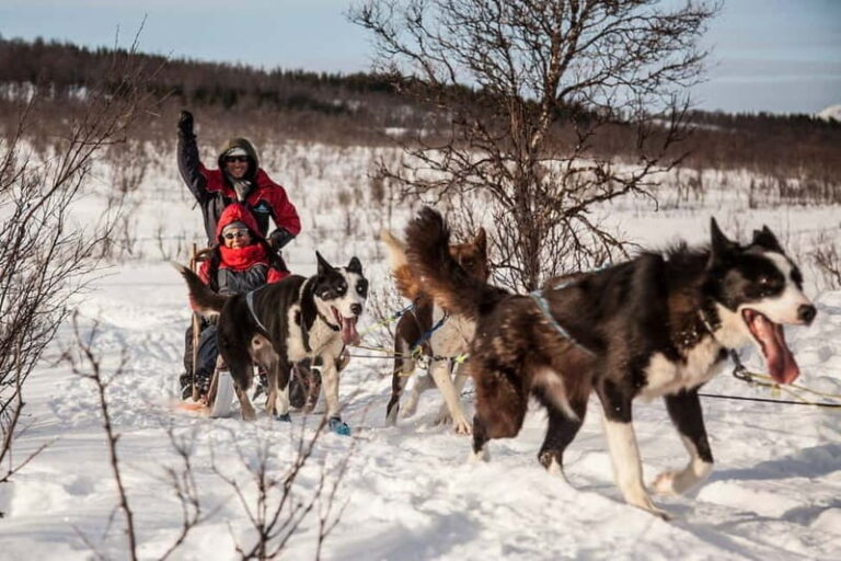 Tromsø: Self-Drive Husky Dog Sledding Adventure - Authentic Experiences and Authenticity