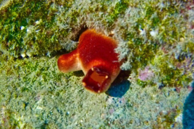 TRY SCUBA DIVING with a Dedicated Instructor - The Review from Real Travelers