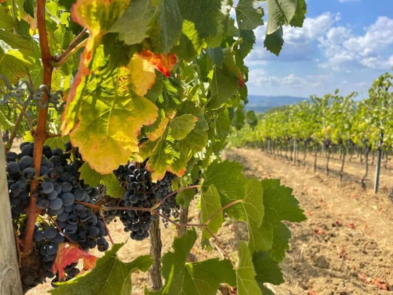 Tuscany Wine Tour : 2 Wineries & San Gimignano from Florence - The San Gimignano Experience