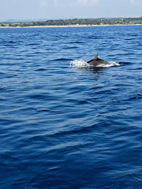 Umag: Snorkeling&dolphinwatching morning tour adventure - Practical Details & What to Bring