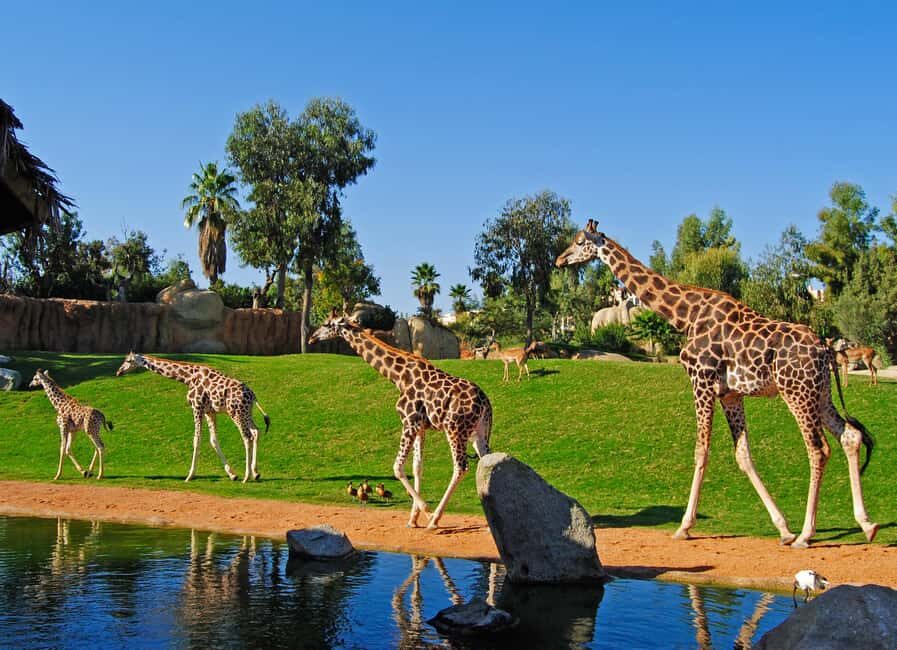 Valencia: Bioparc Valencia Admission Ticket - What Makes Bioparc Valencia Special?
