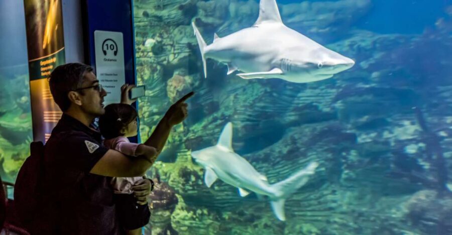 Valencia: Oceanogràfic Entry Ticket - The Experience in Practice: A Day at Oceanogràfic