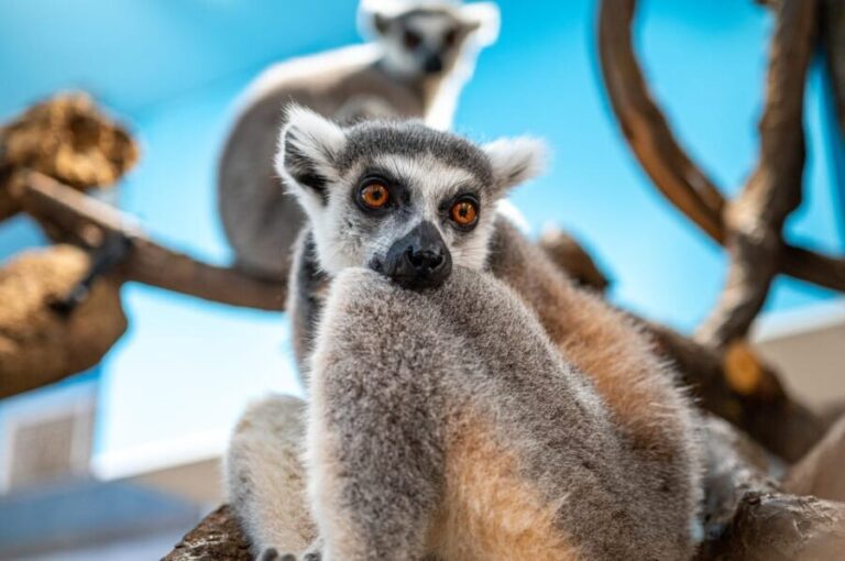 Vienna: Haus des Meeres Entry Ticket - Visitor Experience and Practical Tips