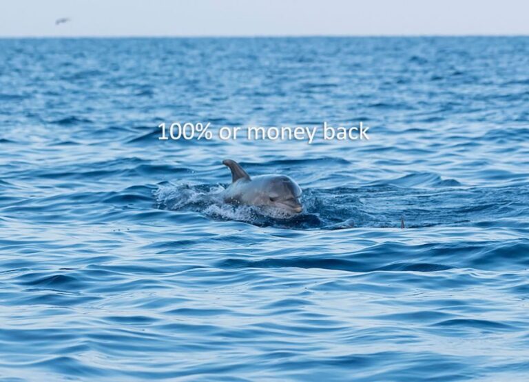 Vrsar: Dolphin-Watching Sunset Adventure with Speedboat - What to Expect on the Tour