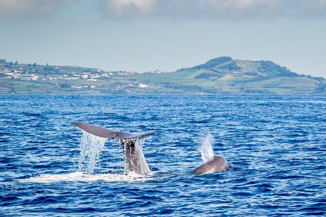 Watching whales and dolphins on Terceira Island - Who Will Love This Experience?