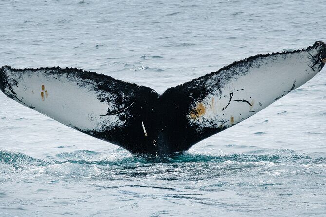 Westfjords Whale Watching - Detailed Itinerary Breakdown