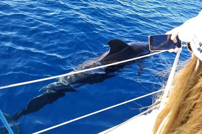 Whale and Dolphin Small Group Sailing from Tenerife South - The Itinerary Breakdown